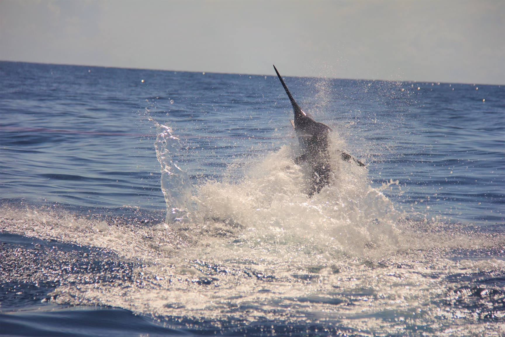 How Water Temperature Affects Fish Activity